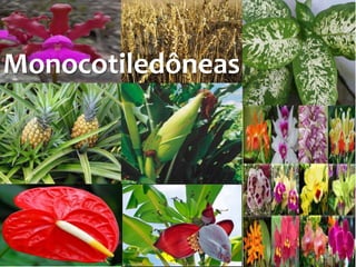 Sistemática Vegetal: Monocotiledôneas Ciências Biológicas | PPTX
