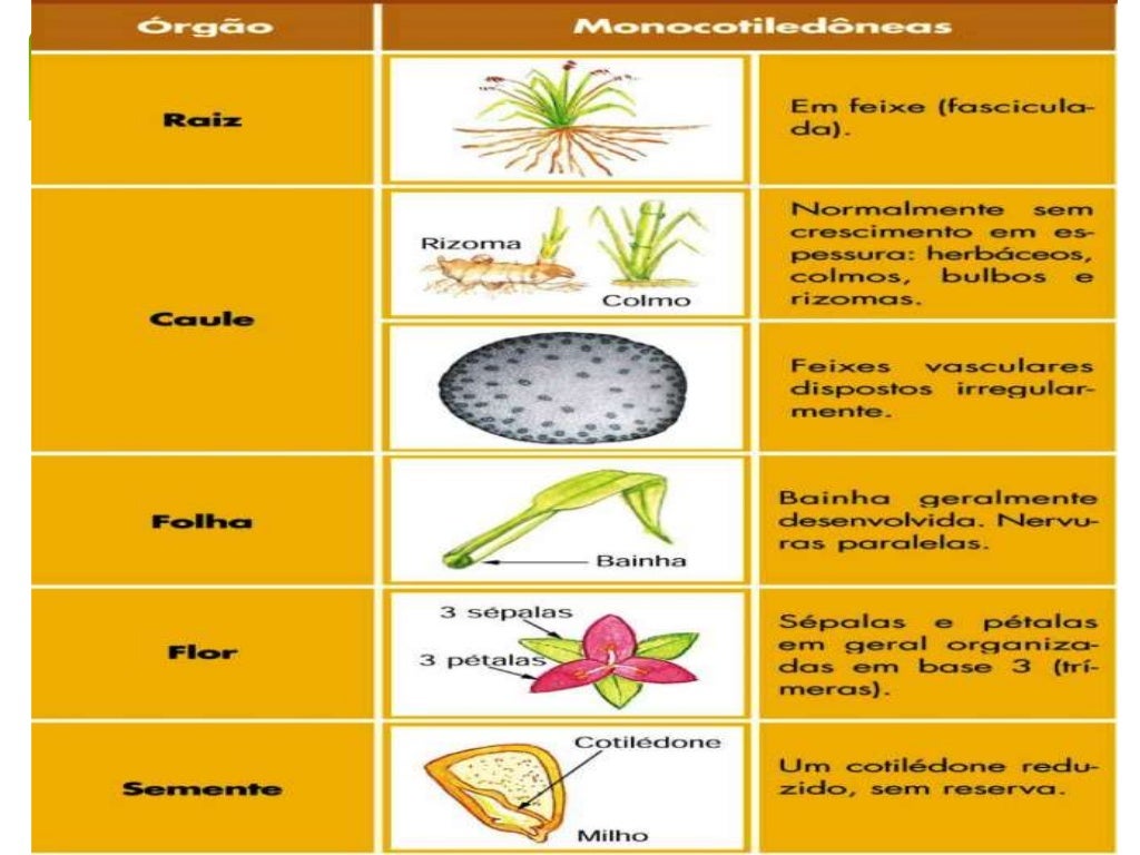Sistemática Vegetal: Monocotiledôneas Ciências Biológicas