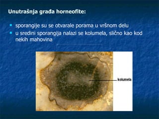 Sistematika i filogenija viših biljaka | PPT
