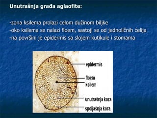 Sistematika i filogenija viših biljaka | PPT