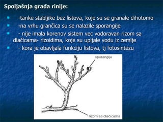 Sistematika i filogenija viših biljaka | PPT