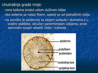 Sistematika i filogenija viših biljaka | PPT