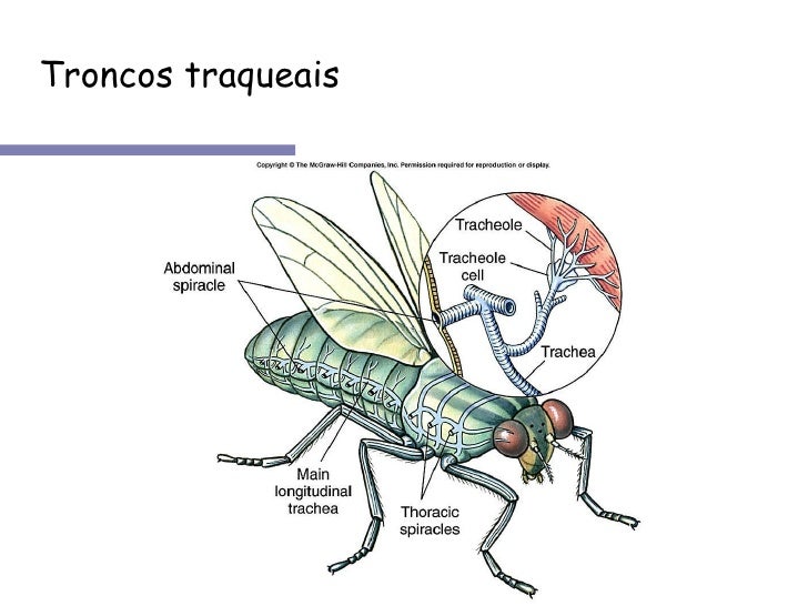 Sistema traqueal respiração