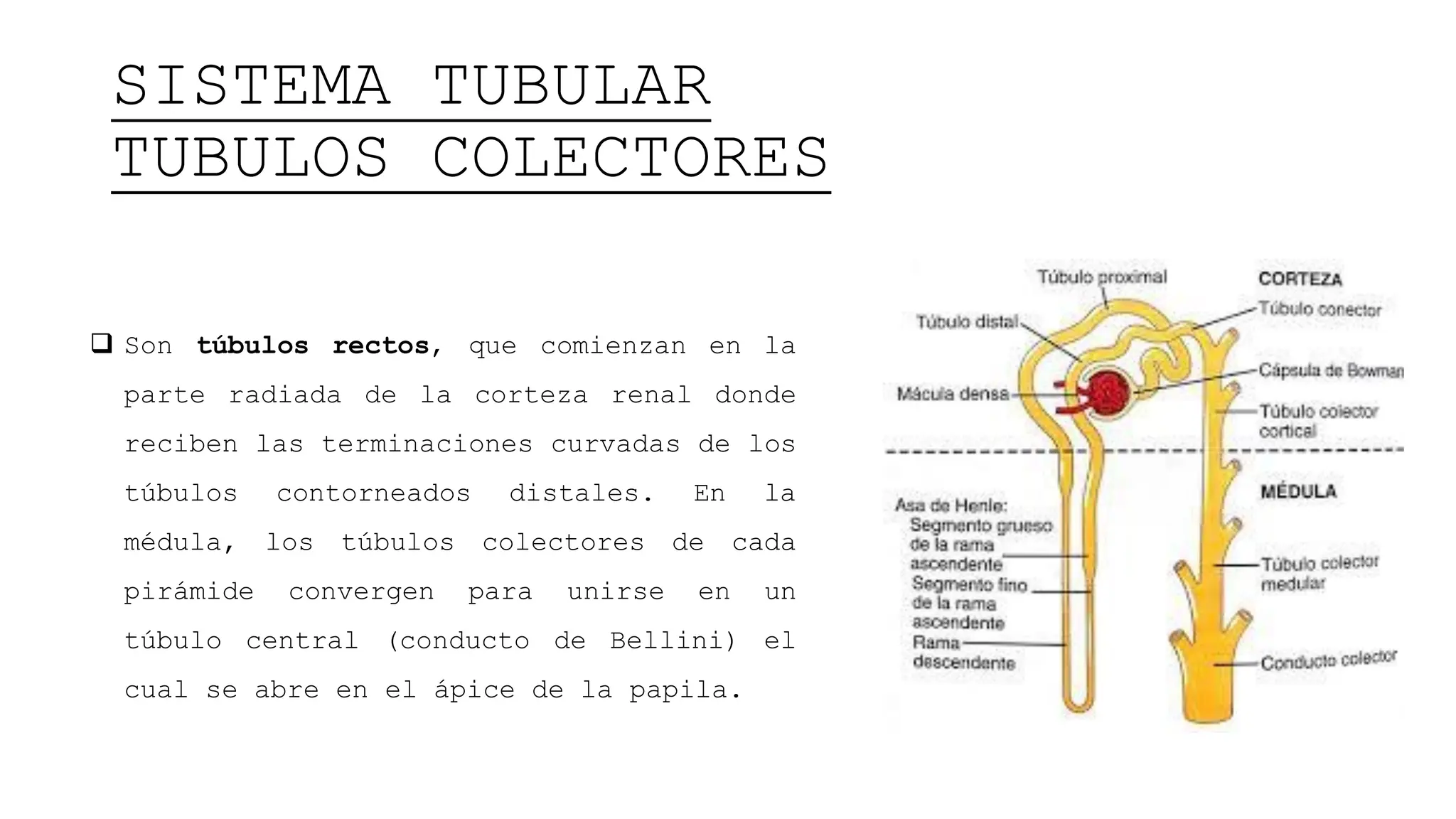 SISTEMA TUBULAR GLOMERULAR NEFROLOGIA MATERIAL DE ESTUDIO | PDF