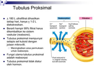 Sistema urinaria | PPTX
