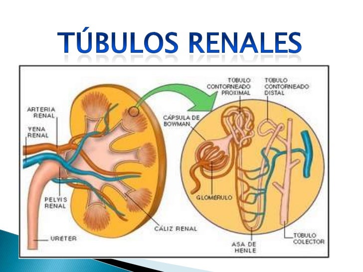 Sistema urinario - Vanessa Castilla