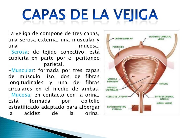 Sistema urinario - Vanessa Castilla