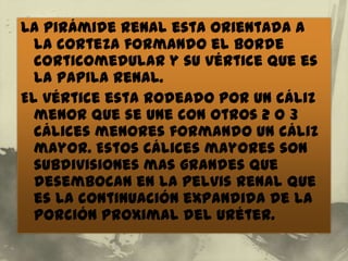 Sistema urinario | PPTX