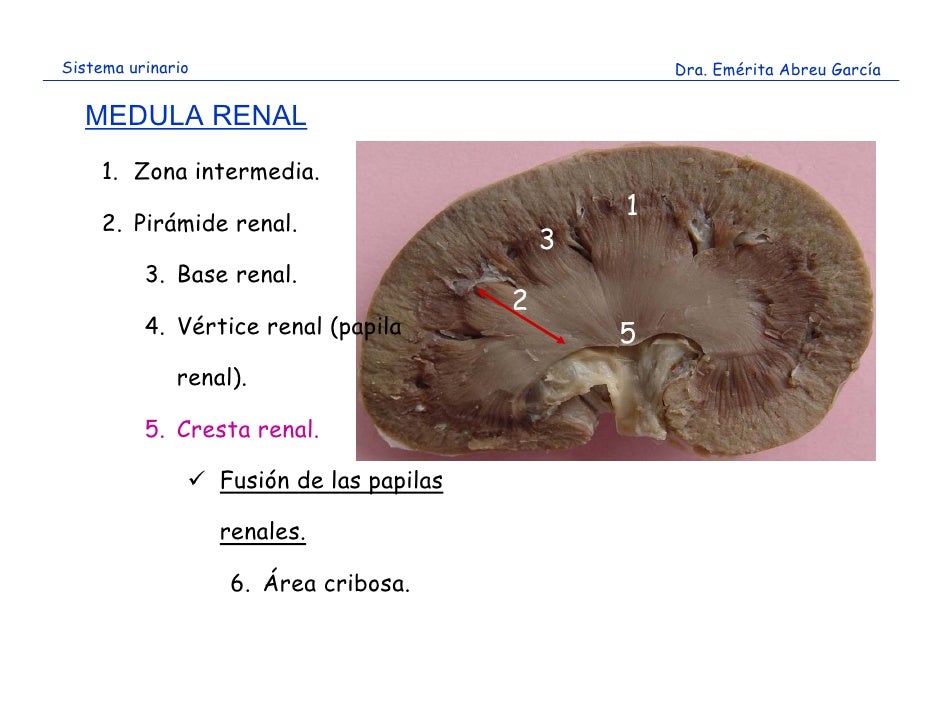Sistema urinario