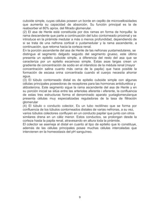 Sistema urinario | DOCX