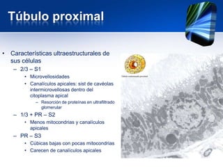 Histología: Sistema urinario | PPTX