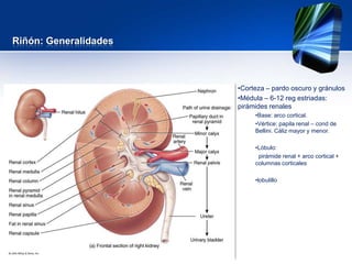 Histología: Sistema urinario | PPTX