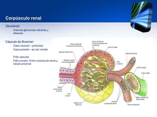 Histología: Sistema urinario | PPTX