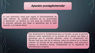 Sistema Urinario Parte I | PPTX