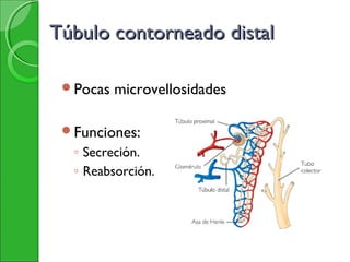 Sistema urinario | PPT