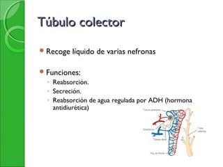 Sistema urinario | PPT