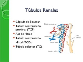 Sistema urinario | PPT