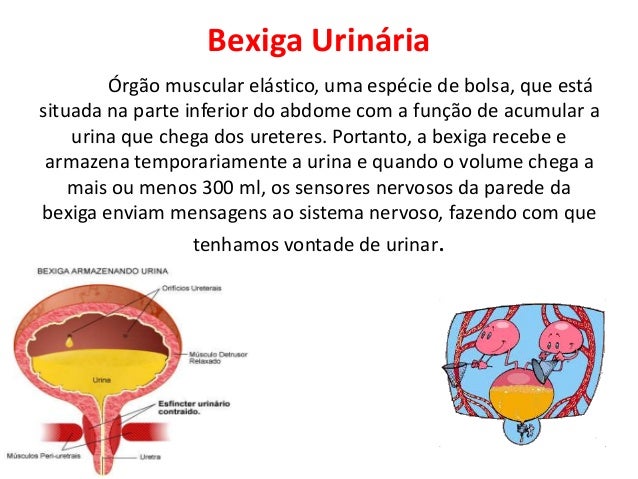 Anatomia Da Bexiga Urinaria Cadaver Sistema Urinario