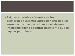 Sistema urinario | PPTX