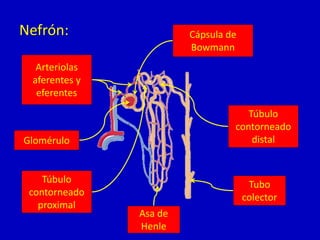 Sistema urinario | PPTX