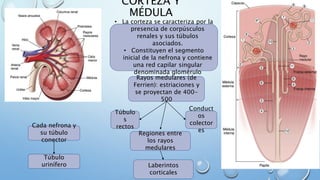 Sistema urinario | PPTX
