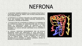 Sistema urinario | PPTX