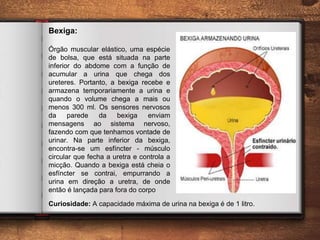 Sistema urinario | PPTX