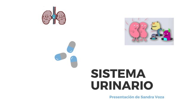 Sistema urinario: introducción y funciones | PPT