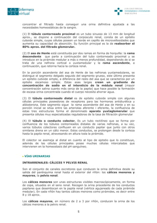 Sistema urinario.pdf