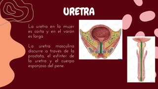 Sistema urinario .pdf