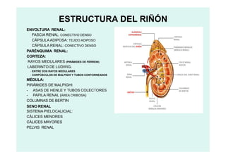 sistema urinario.pptx