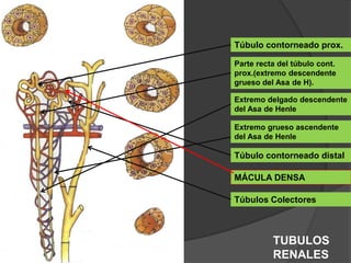Sistema urinario e histologia.pptx. | PPTX