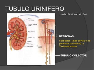 Sistema urinario e histologia.pptx. | PPTX