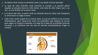 SISTEMA URINARIO.pdf