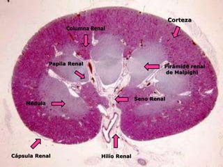 Sistema Urinario. Histología. Glomerulos renales | PPT