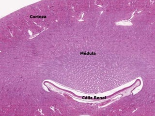 Sistema Urinario. Histología. Glomerulos renales | PPT