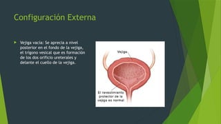 Presentacion de la Sistema Urinario.pptx
