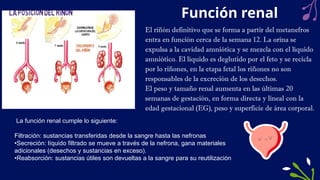 sistema urinario. Embriología, es un resumen. | PPTX
