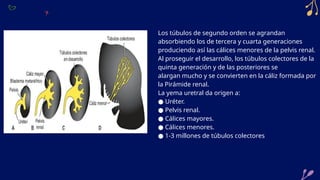 sistema urinario. Embriología, es un resumen. | PPTX