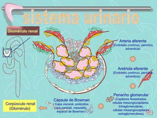 HISTOLOGIA SISTEMA URINARIO | PPS