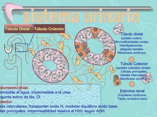 HISTOLOGIA SISTEMA URINARIO | PPS