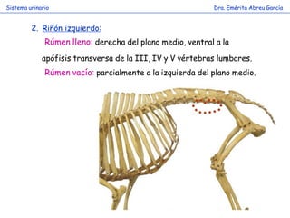 Sistema urinario - revision by GCM | PDF