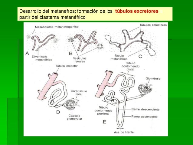 Sistema urinario - revision by GCM