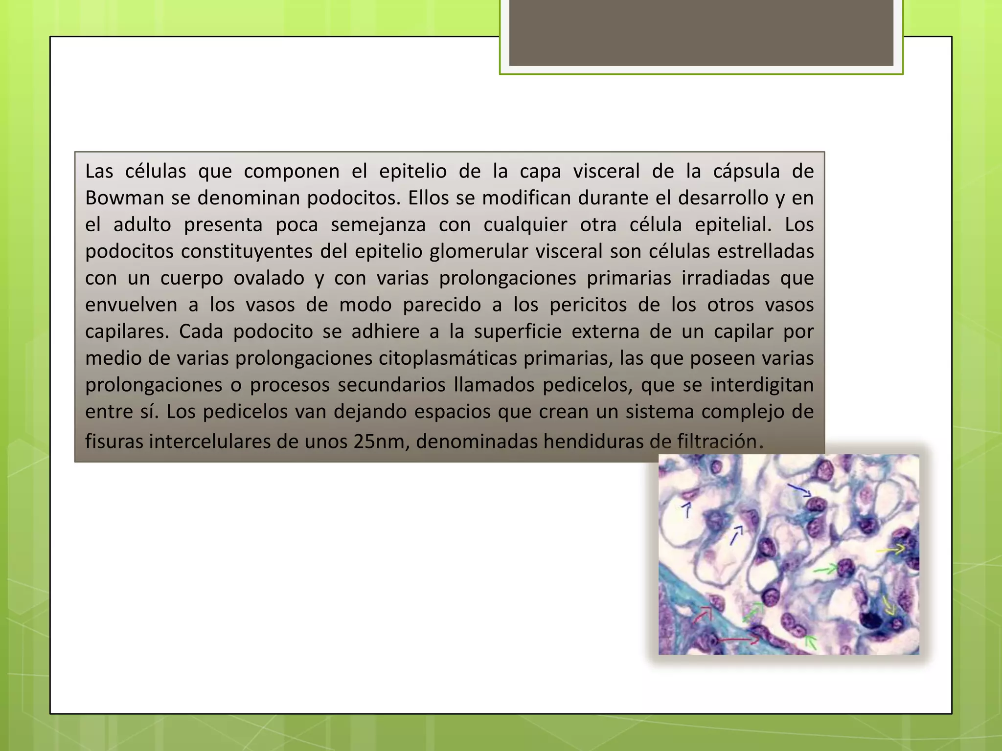Sistema urinario (2) | PPTX