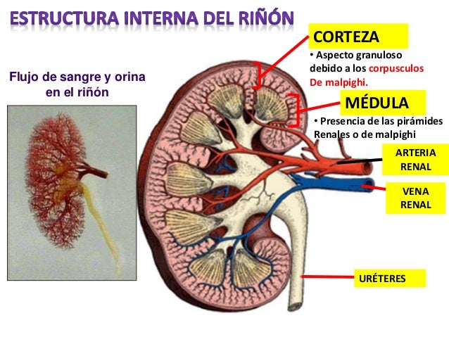 Sistema urinario 2009