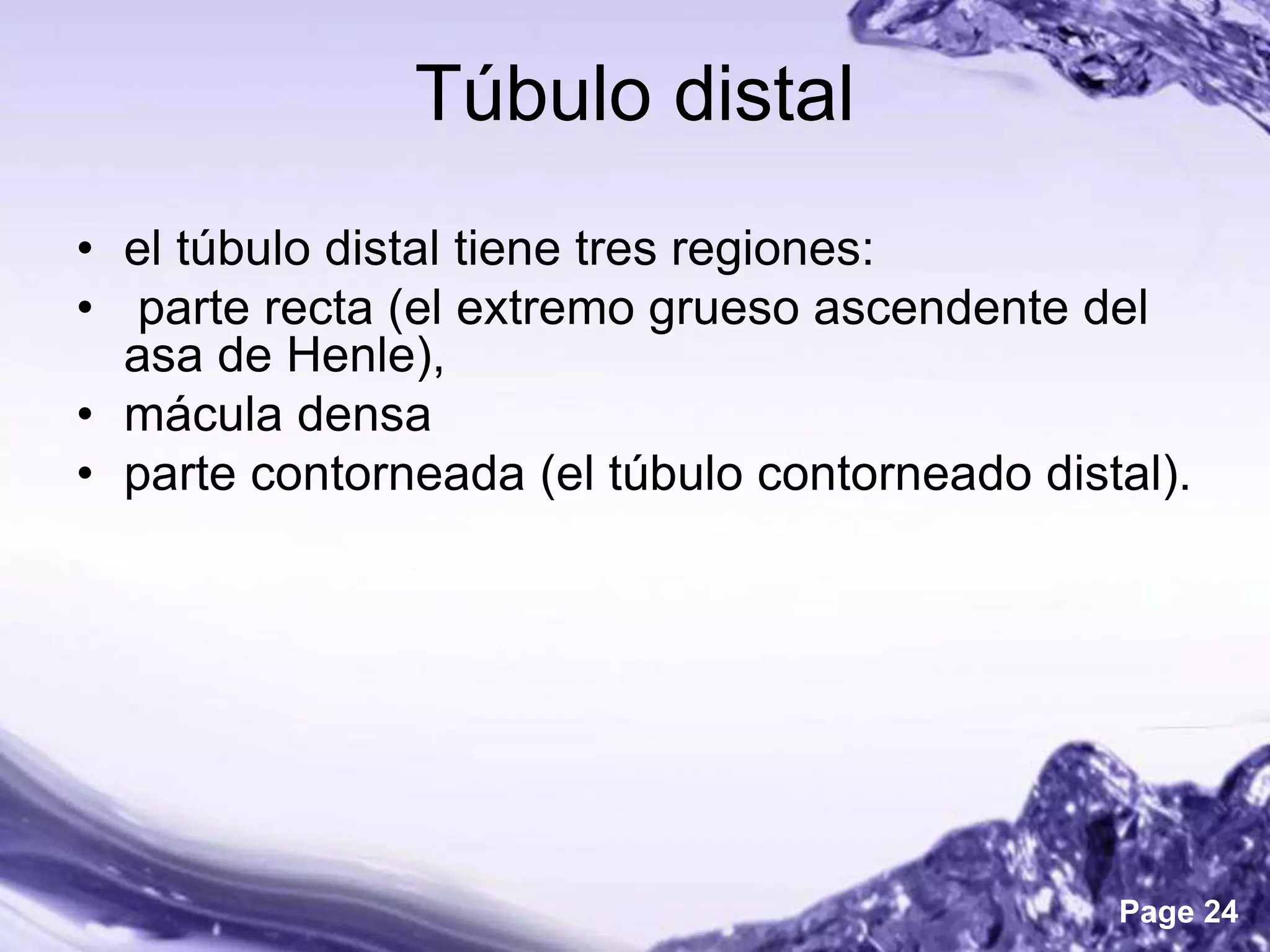 Sistema urinario2 (2) | PPTX