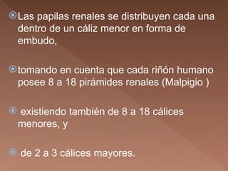 Sistema_Urinario 25.ppt histología del sistema urinario | PPT