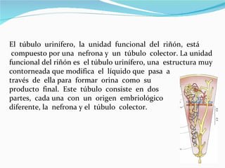 Histologia del Sistema urinario | PPT