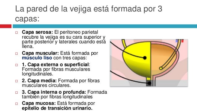 Sistema urinario UCEBOL