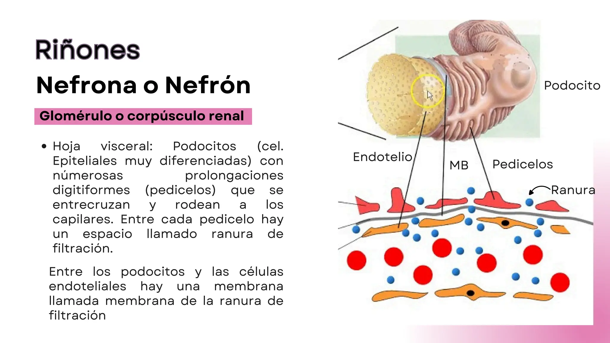 Sistema urinario Histología Sistema urinario Histología | PDF